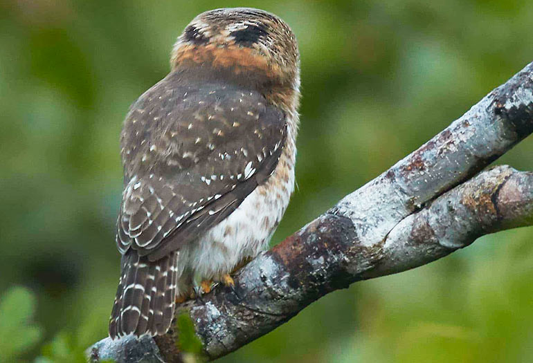 Cuban Pygmy Owl, the Size of a Robin, is Endemic to Cuba