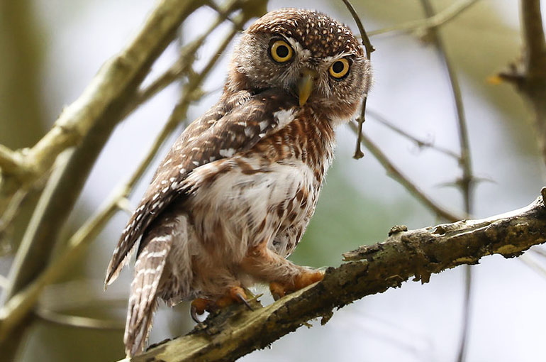 Cuban Pygmy Owl, the Size of a Robin, is Endemic to Cuba