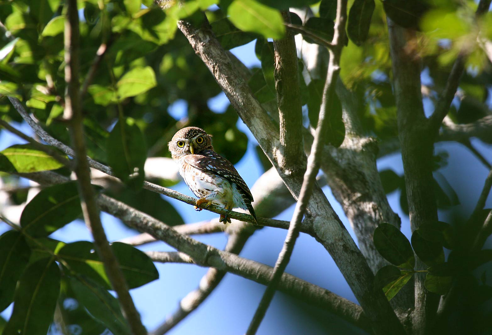 Cuban Pygmy Owl, the Size of a Robin, is Endemic to Cuba