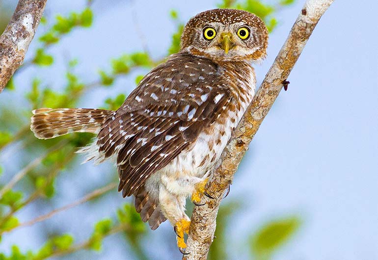 Cuban Pygmy Owl, the Size of a Robin, is Endemic to Cuba